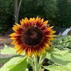 Classes | ELIJA Farm